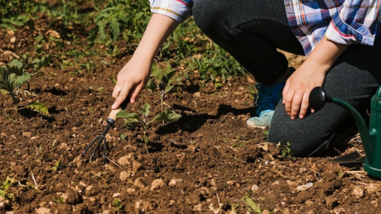 Soil fatigue: A major concern in 20th Era - Pavitramenthe Fair Organic ...