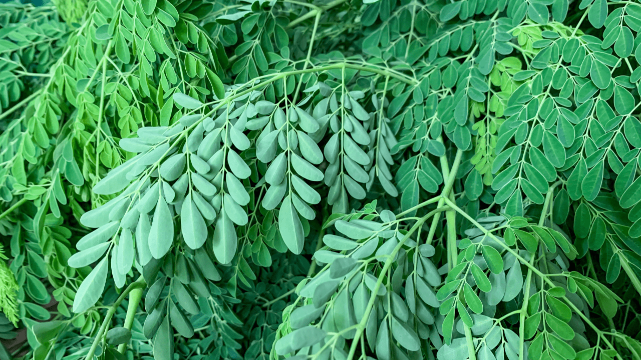 Unveiling the Wonders of Moringa Oleifera: A Comprehensive Guide by ...