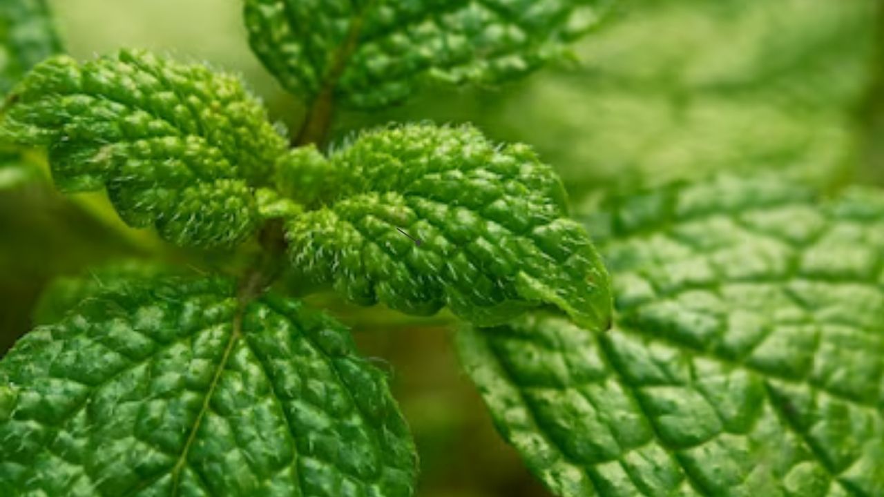 Minty Marvels: Exploring Peppermint’s Presence in Dining Experience ...