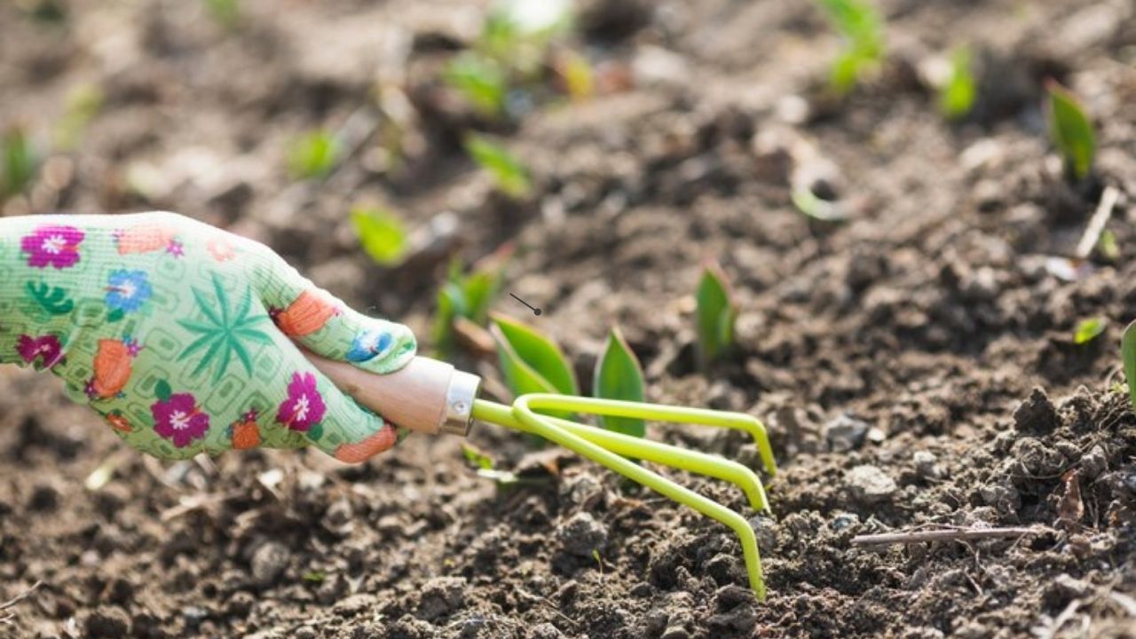Underneath the layers: Soil Microbes and Beneficial soil bacteria in ...